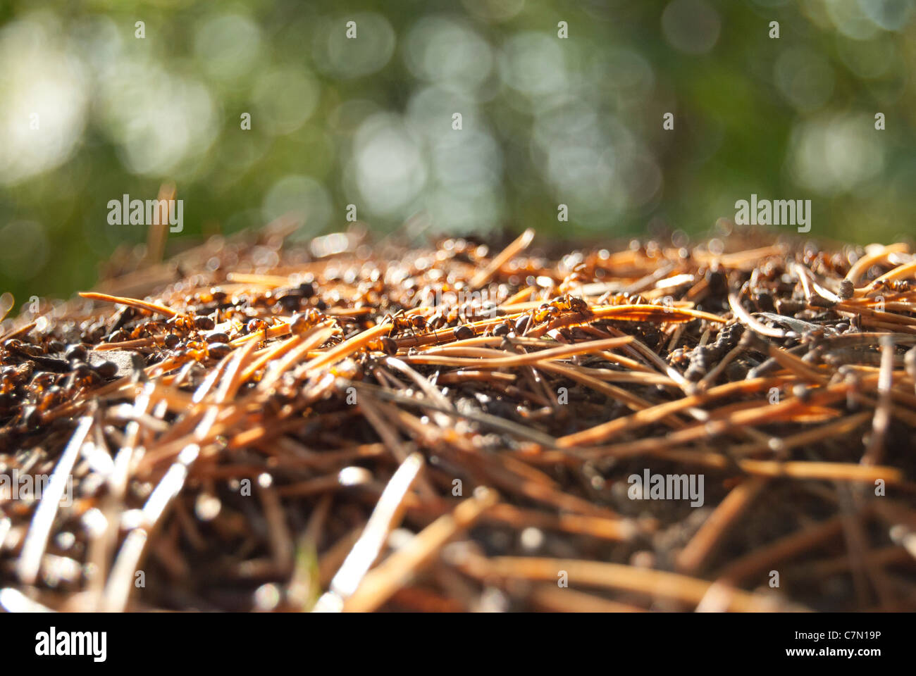 Ants on top of anthill hi-res stock photography and images - Alamy
