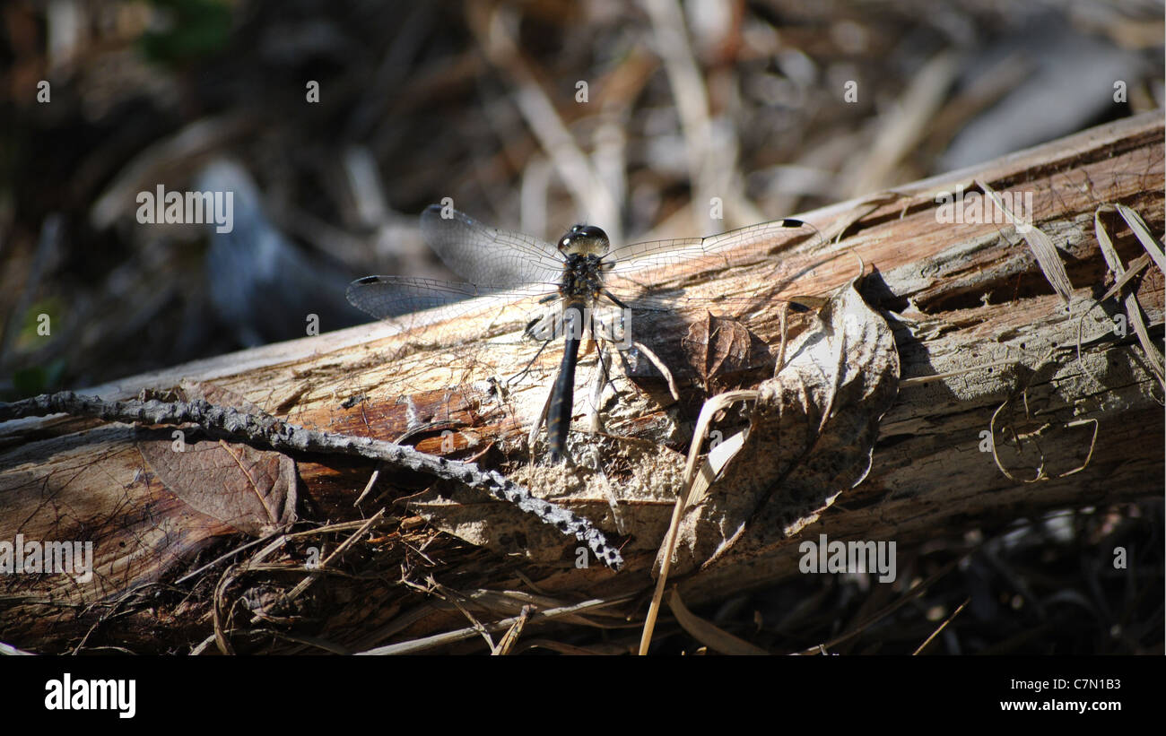 Big dragonfly hi-res stock photography and images - Alamy