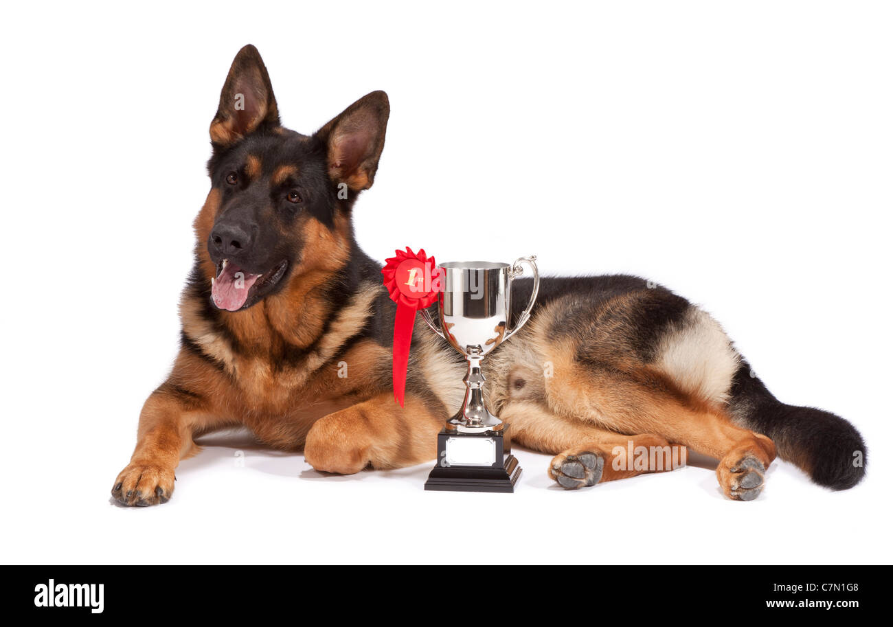 Young male German Shepherd Dog at 10 months old with a trophy for ...