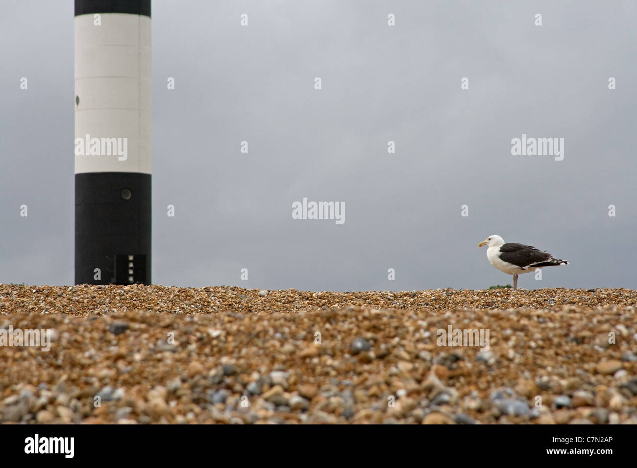Seagull and Lighthouse Stock Photo - Alamy