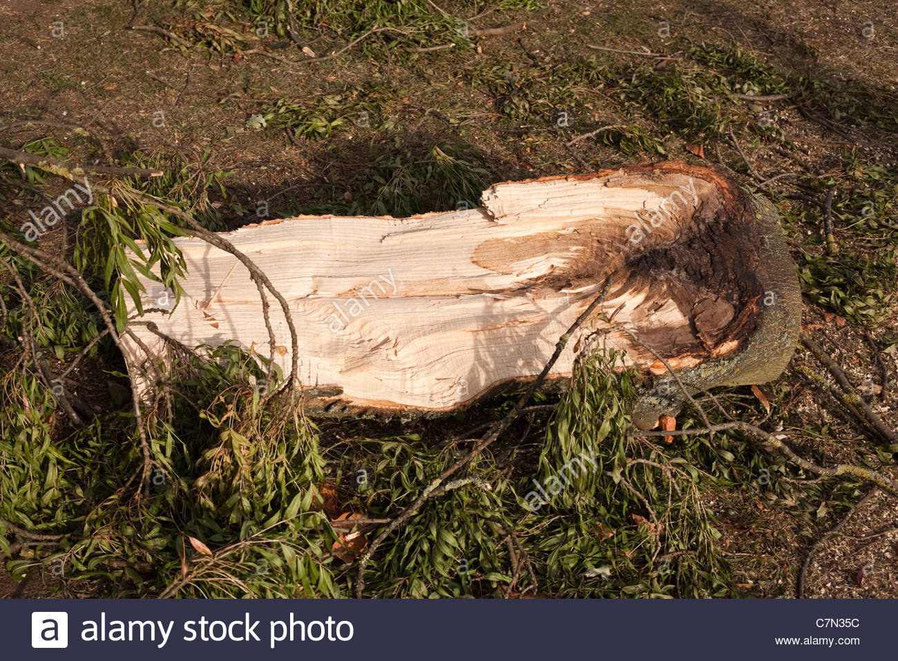 Rot Rotten High Resolution Stock Photography and Images - Alamy