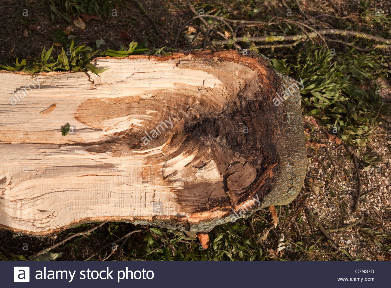 Rot Rotten High Resolution Stock Photography and Images - Alamy