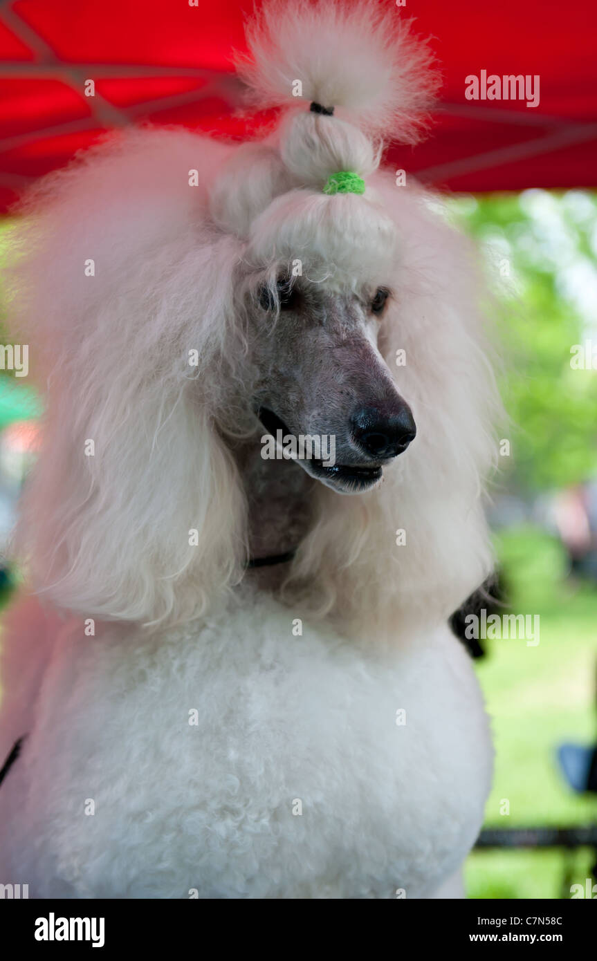 Poodle is a breed of dog. Poodles are retrievers or gun dogs Stock ...