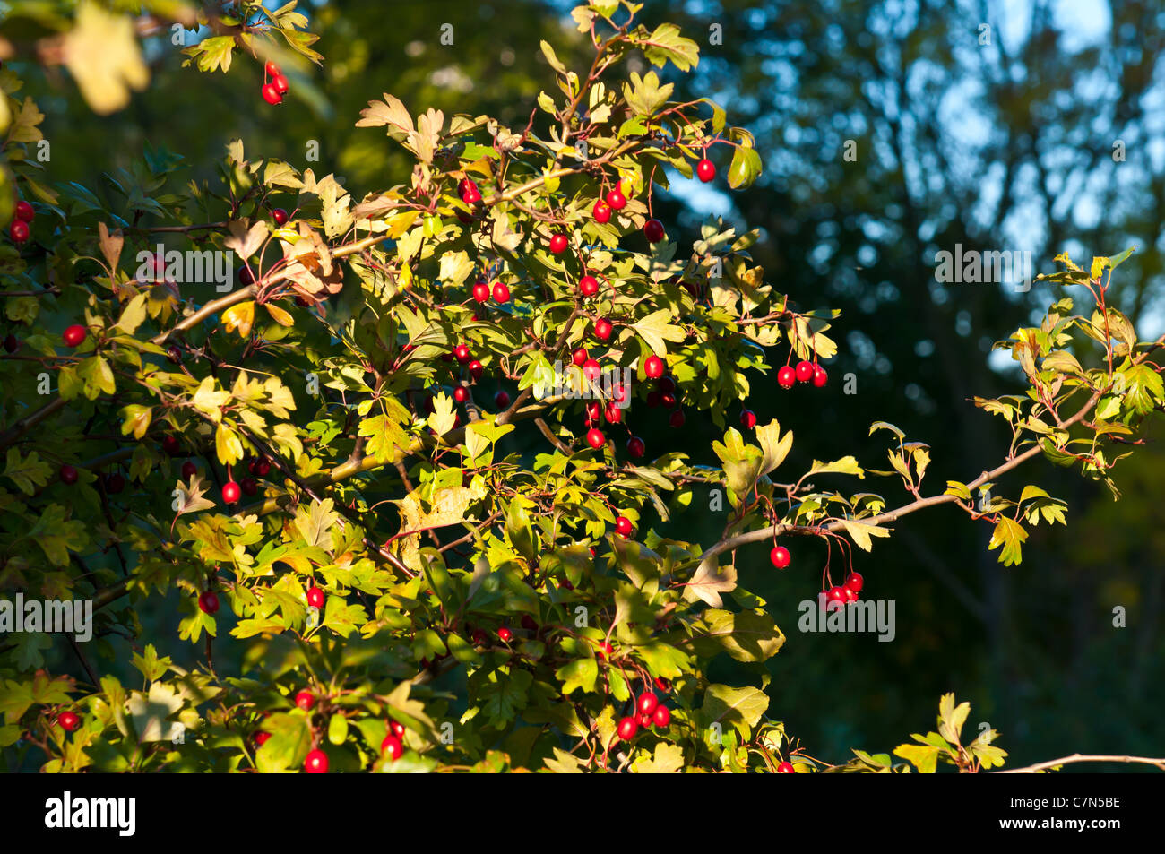 Red berries on the tree. Green bush with clusters of red berries Stock ...