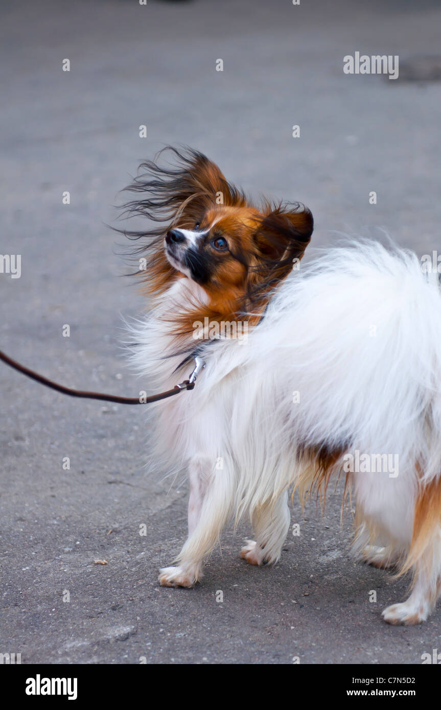 The papillon also called the Continental Toy Spaniel, is a breed of dog ...
