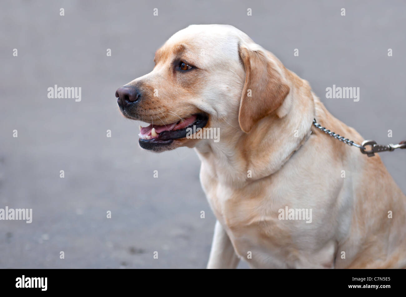 The Labrador Retriever is one of several kinds of retriever, a type of ...
