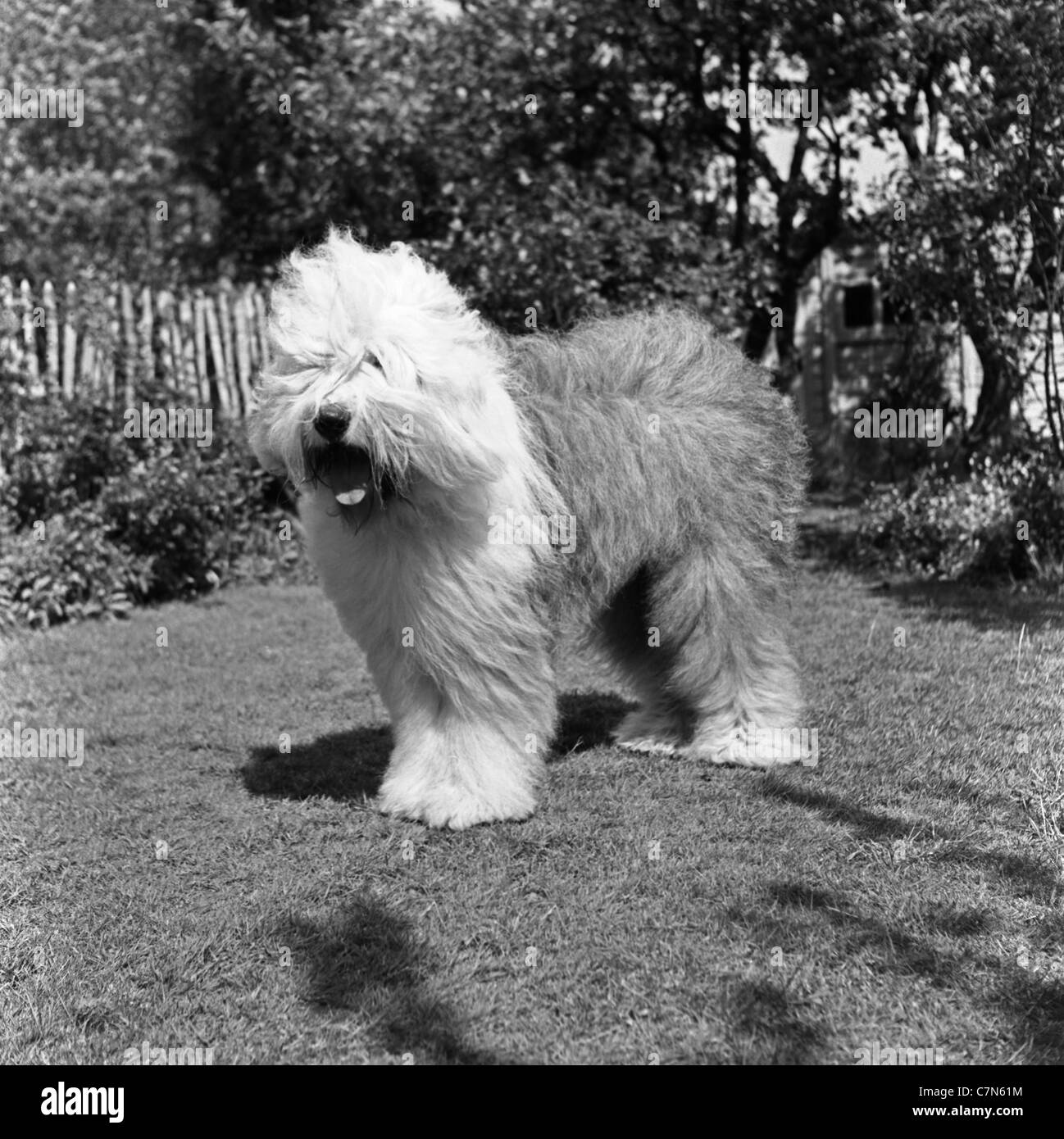 Show groomed Old English Sheepdog Stock Photo - Alamy