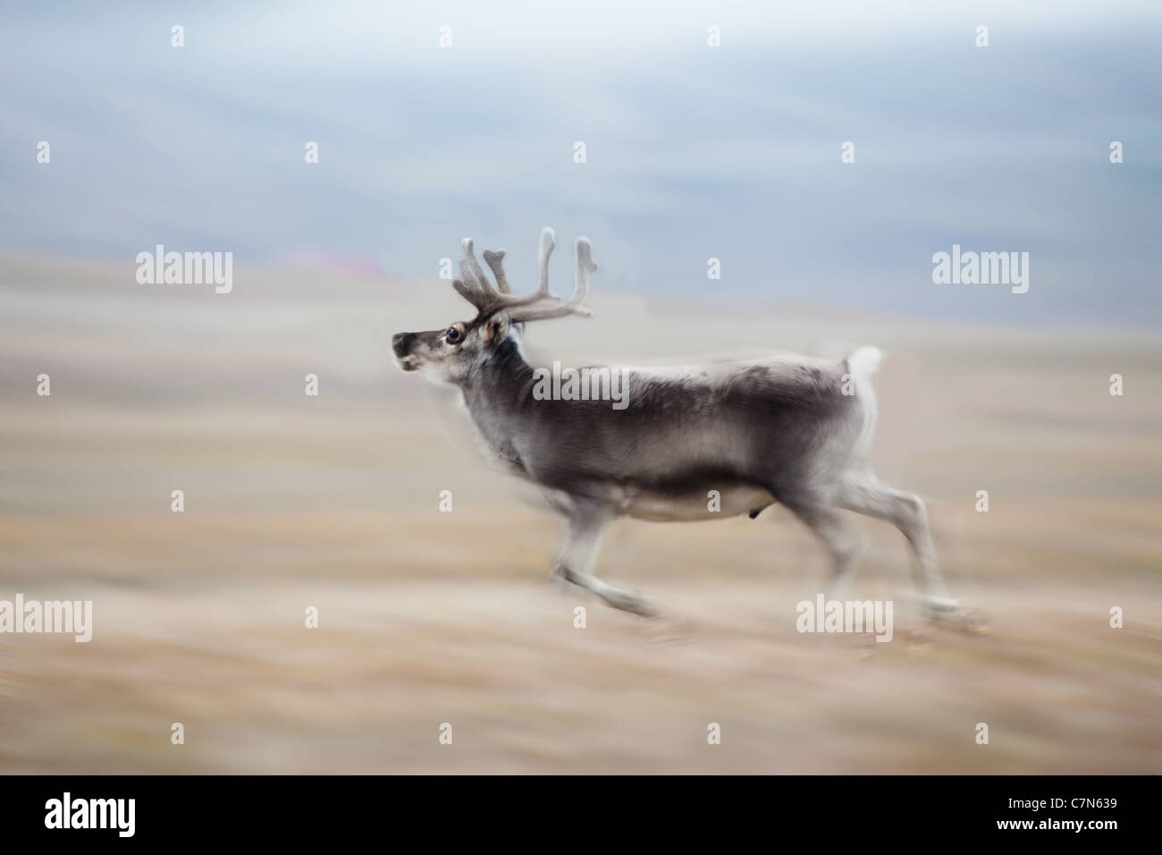 Svalbard reindeer running Stock Photo - Alamy