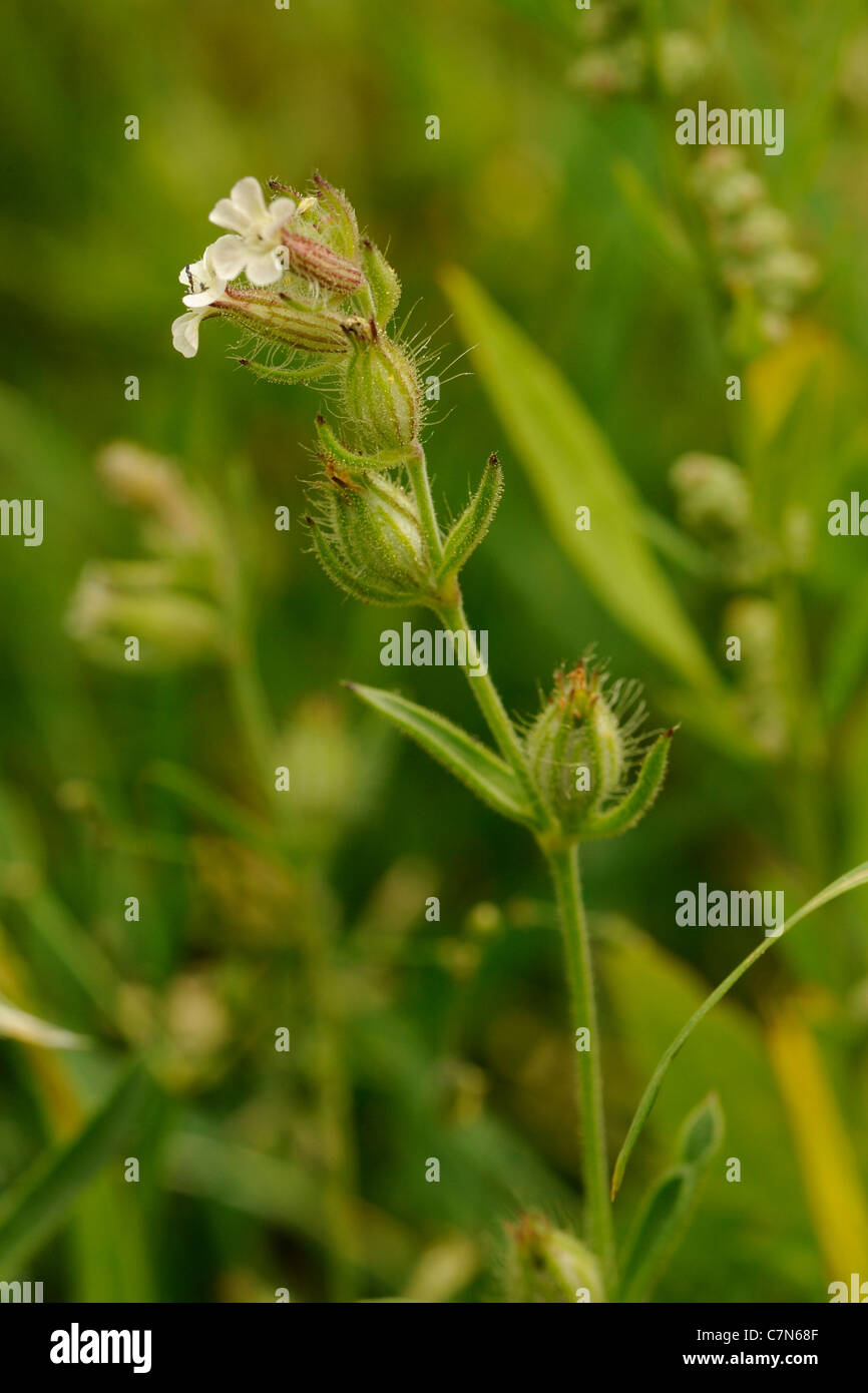 Windmill catchfly hi-res stock photography and images - Alamy