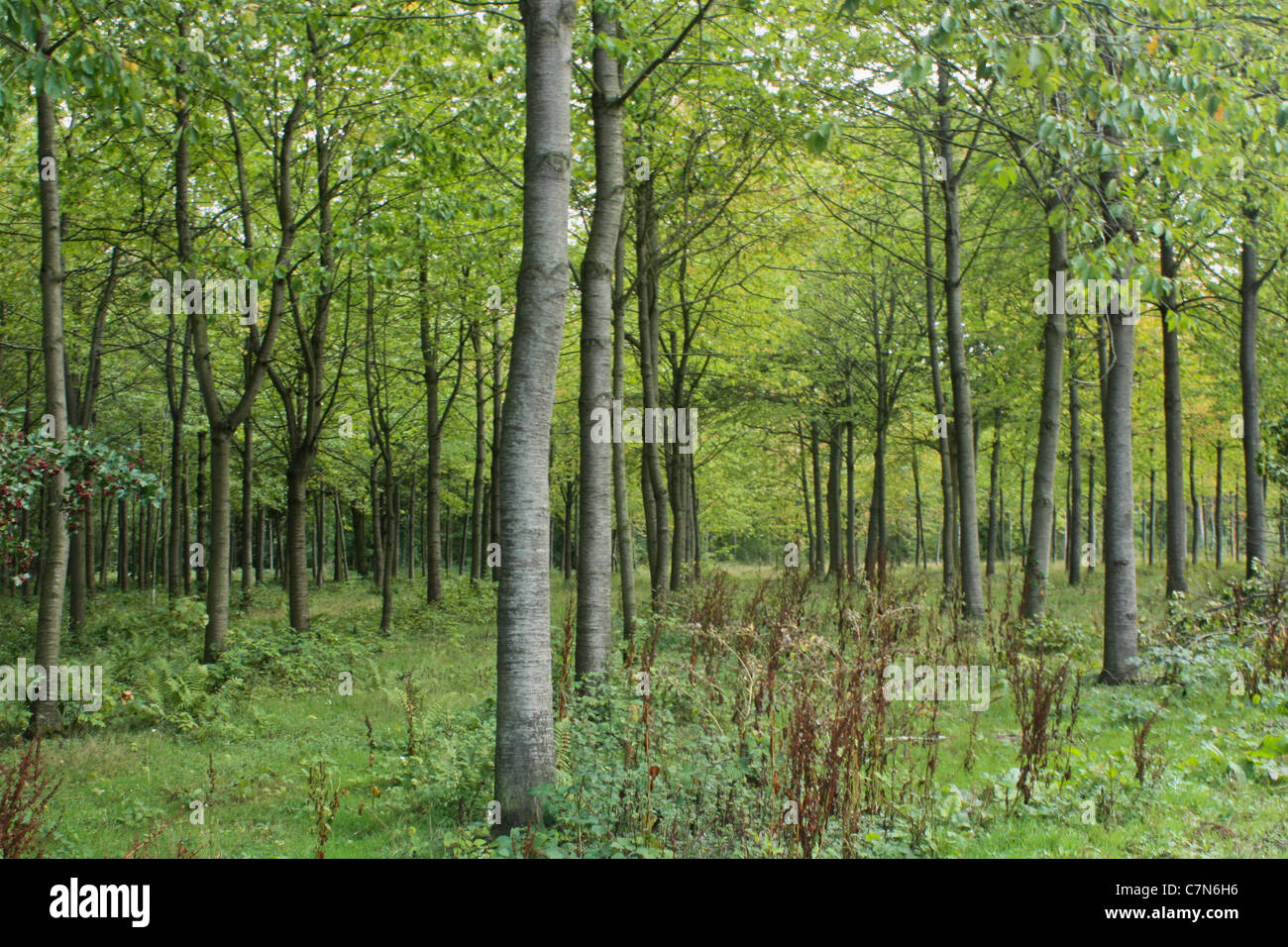 Rows of trees at Scroggs Pond, Corringham, Lincolnshire, UK Stock Photo ...