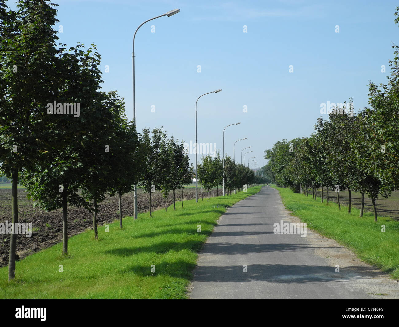 path with tree Stock Photo - Alamy