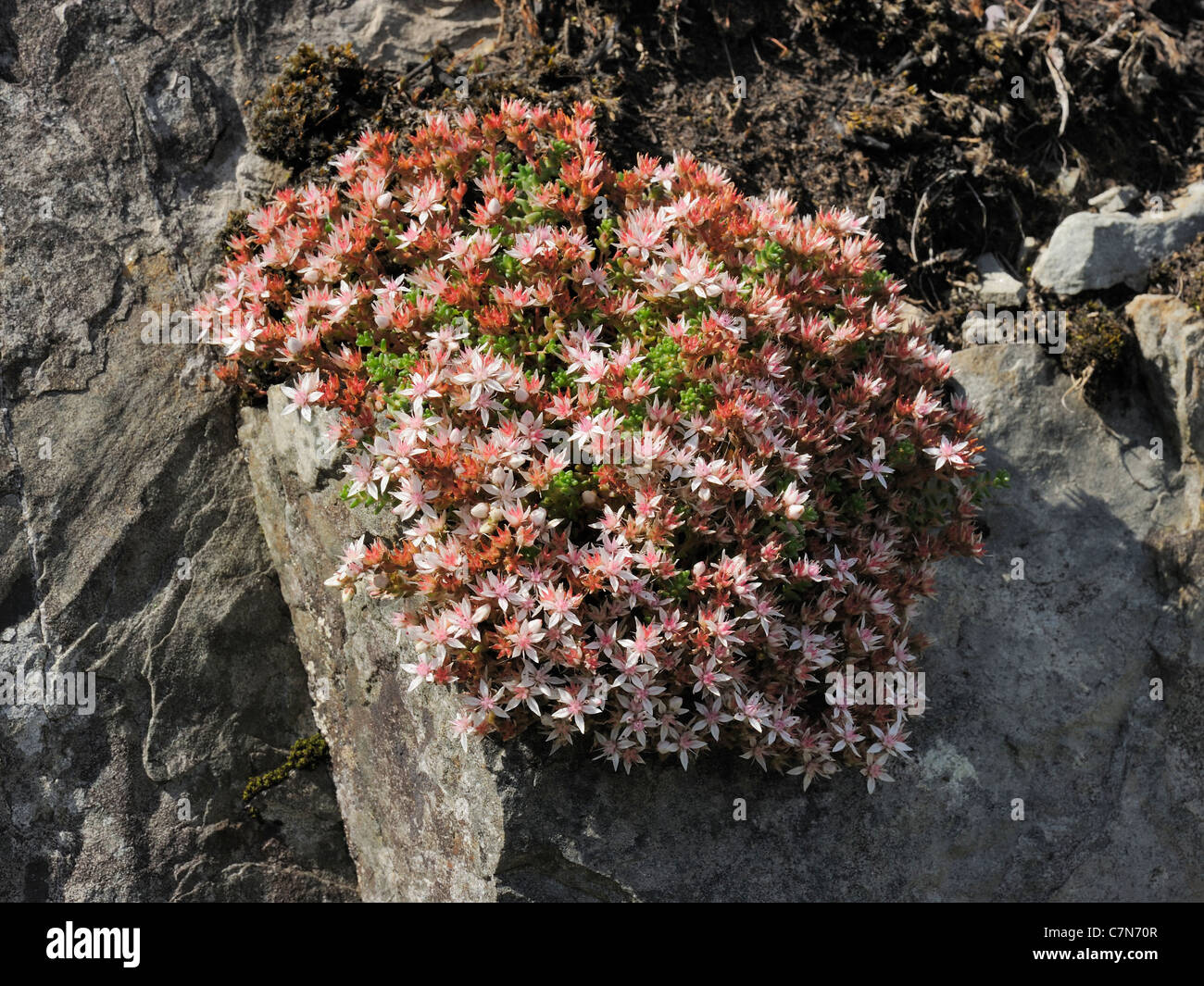 English Stonecrop, sedum anglicum Stock Photo - Alamy
