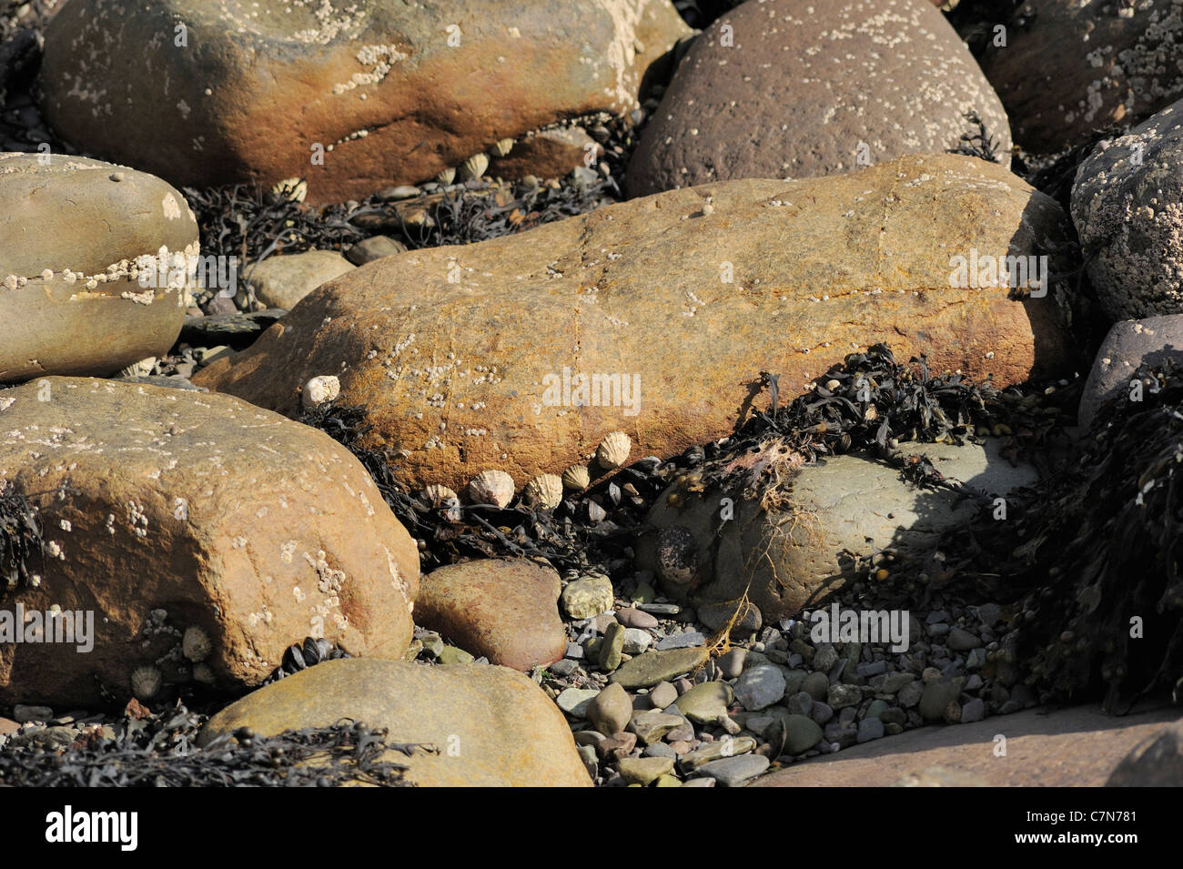 Limpets Rocks High Resolution Stock Photography and Images - Alamy
