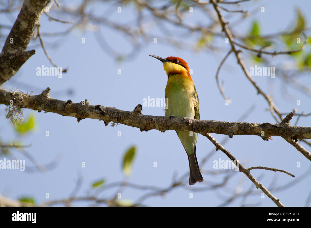 Chestnut-headed Bee-eater (Merops leschenaulti) at Yala NP, Sri Lanka ...