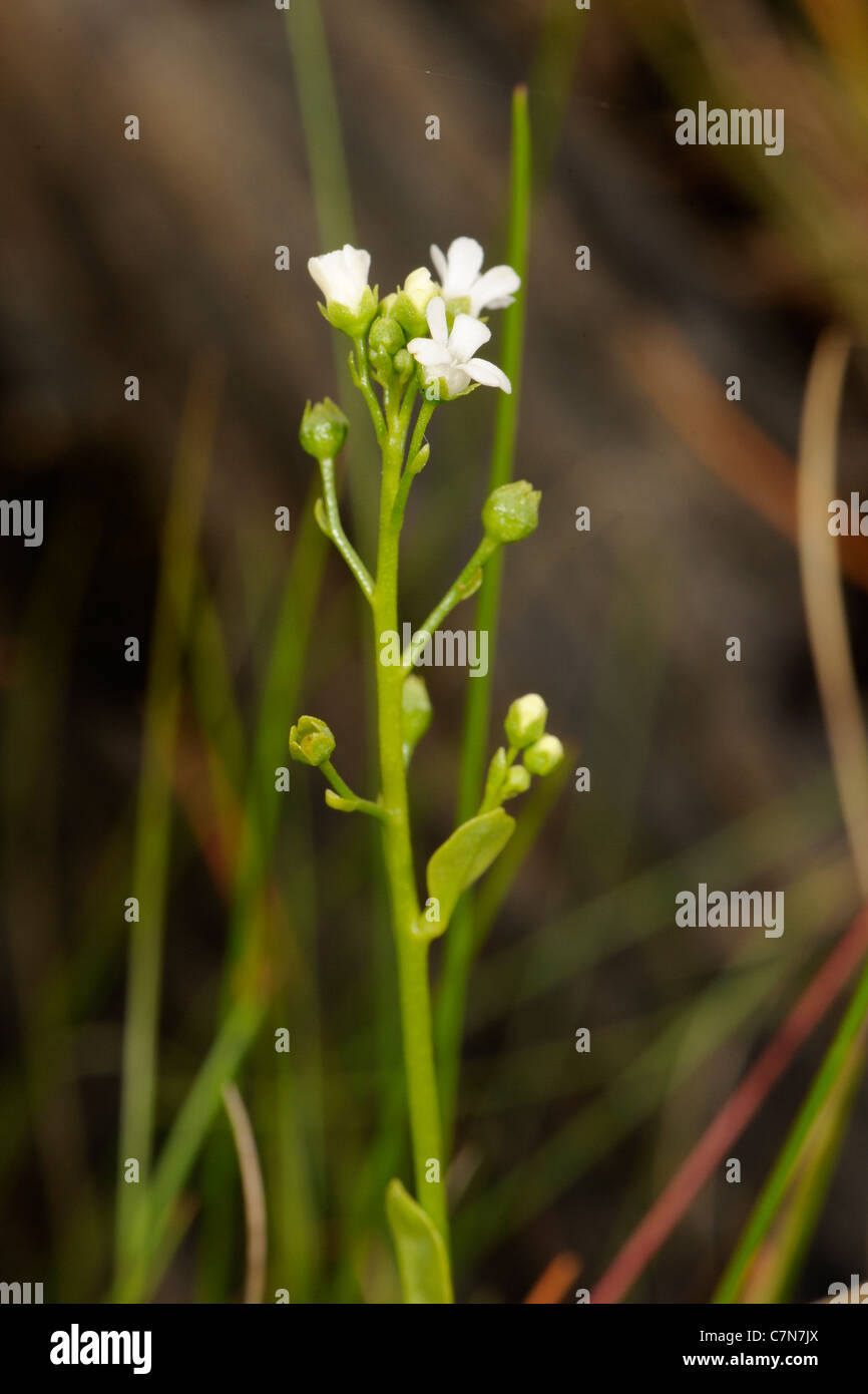 Brookweed, samolus valerandi Stock Photo - Alamy