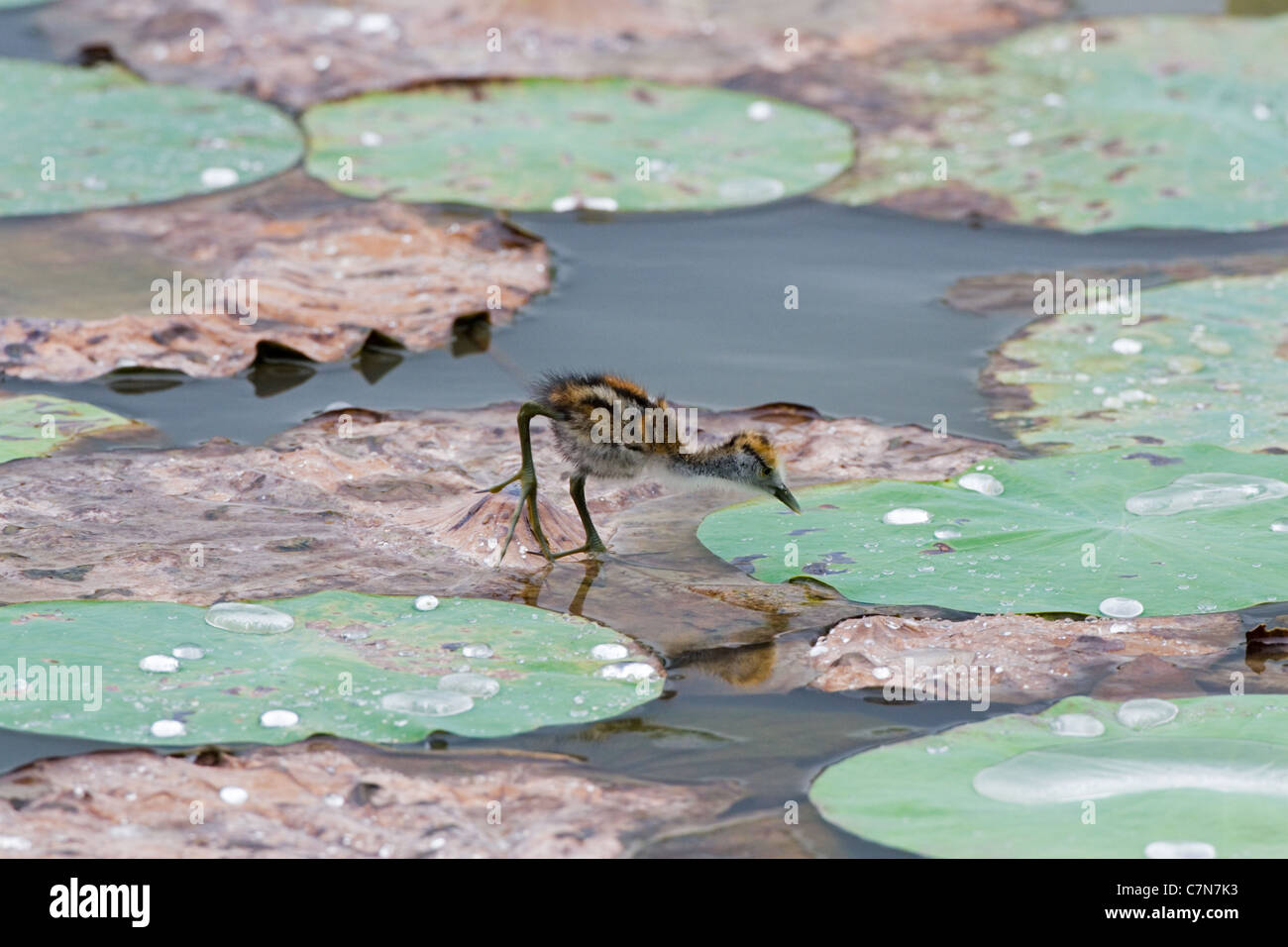 Pheasant tailed jacana baby hi-res stock photography and images - Alamy