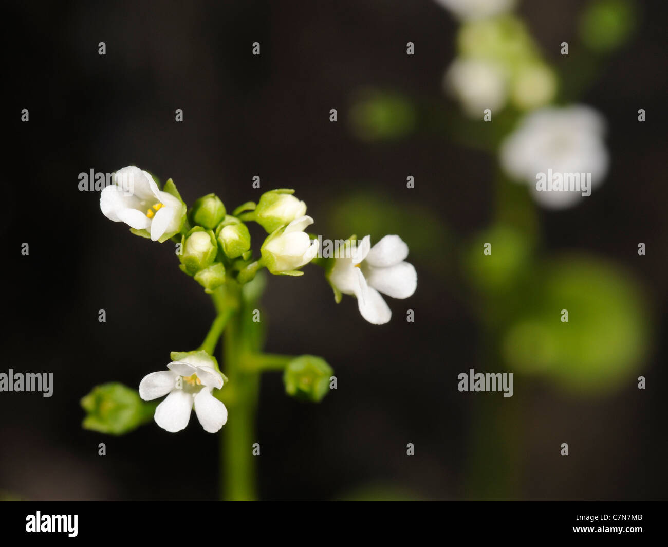 Seaside brookweed hi-res stock photography and images - Alamy