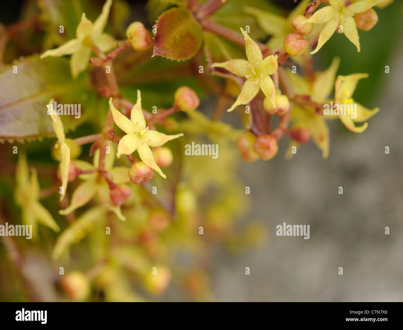 Wild Madder, rubia peregrina Stock Photo - Alamy