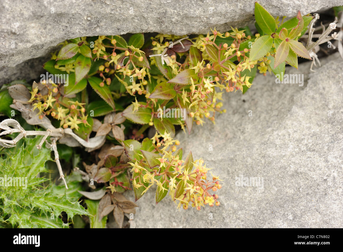 Wild Madder, rubia peregrina Stock Photo - Alamy