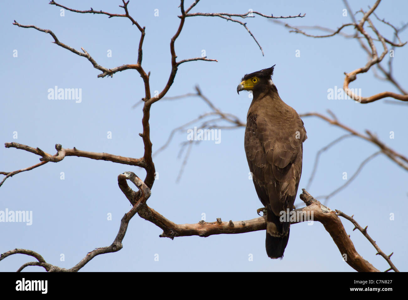 Spilornis cheela hi-res stock photography and images - Alamy