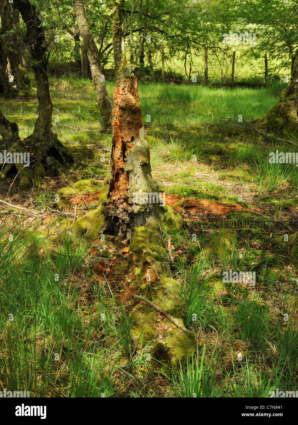 Rotting Stump in Woodland Stock Photo - Alamy