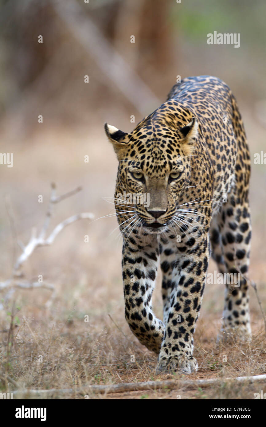 Leopard on the prowl hi-res stock photography and images - Alamy
