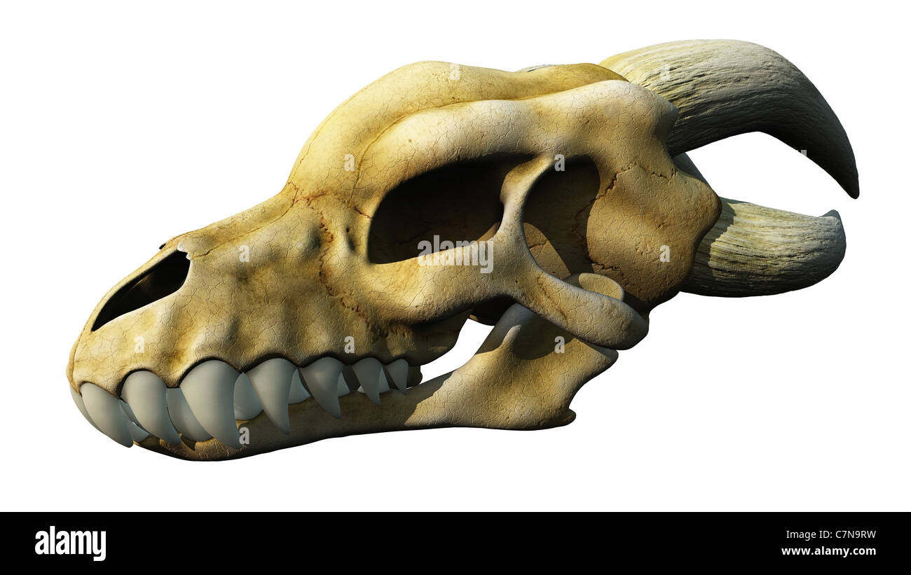 Dragon head horns Cut Out Stock Images & Pictures - Alamy