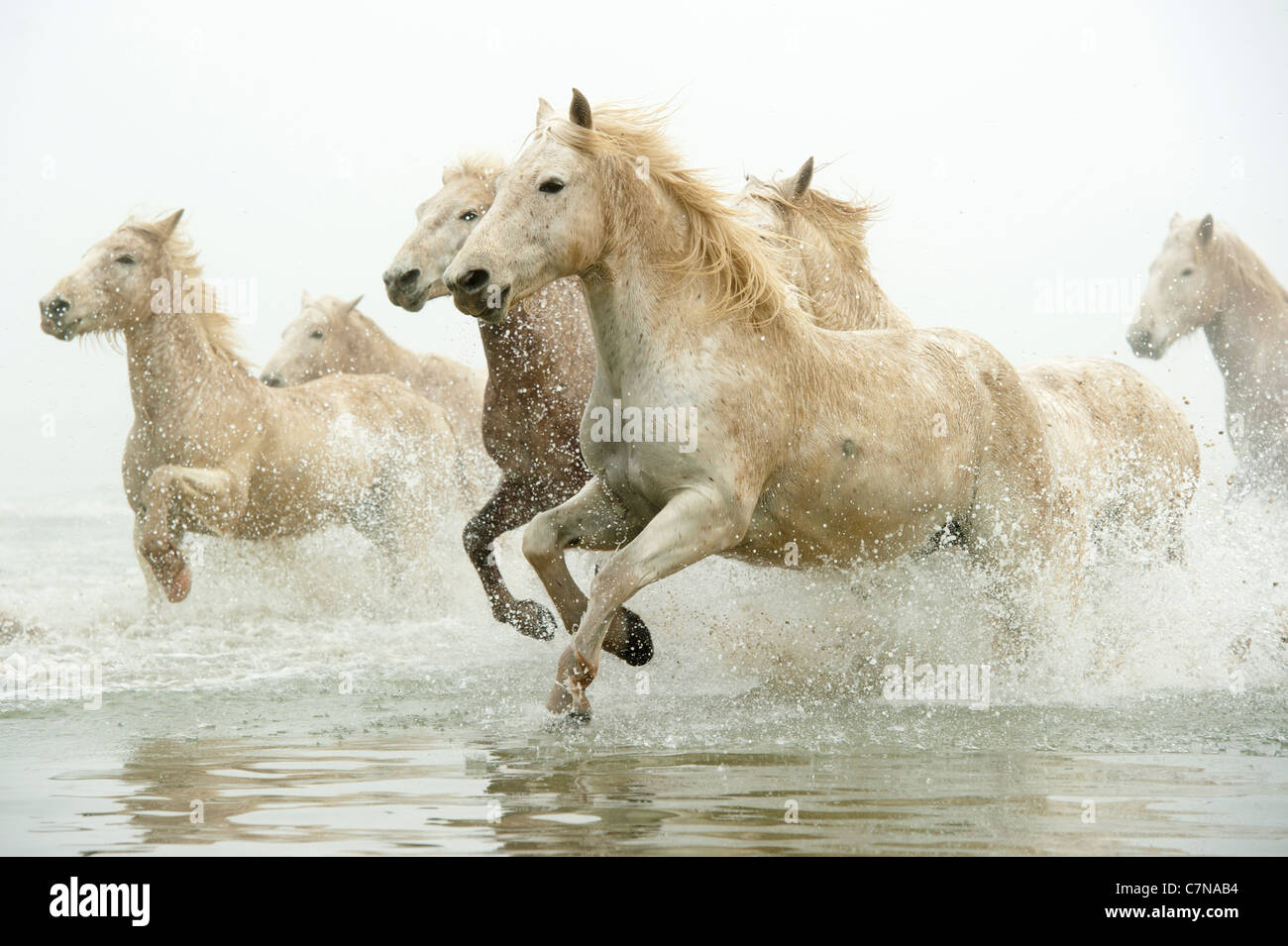 Camargue horses at full gallop through water Stock Photo - Alamy