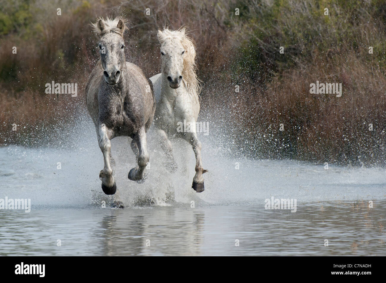 Camargue horses at full gallop through water Stock Photo - Alamy