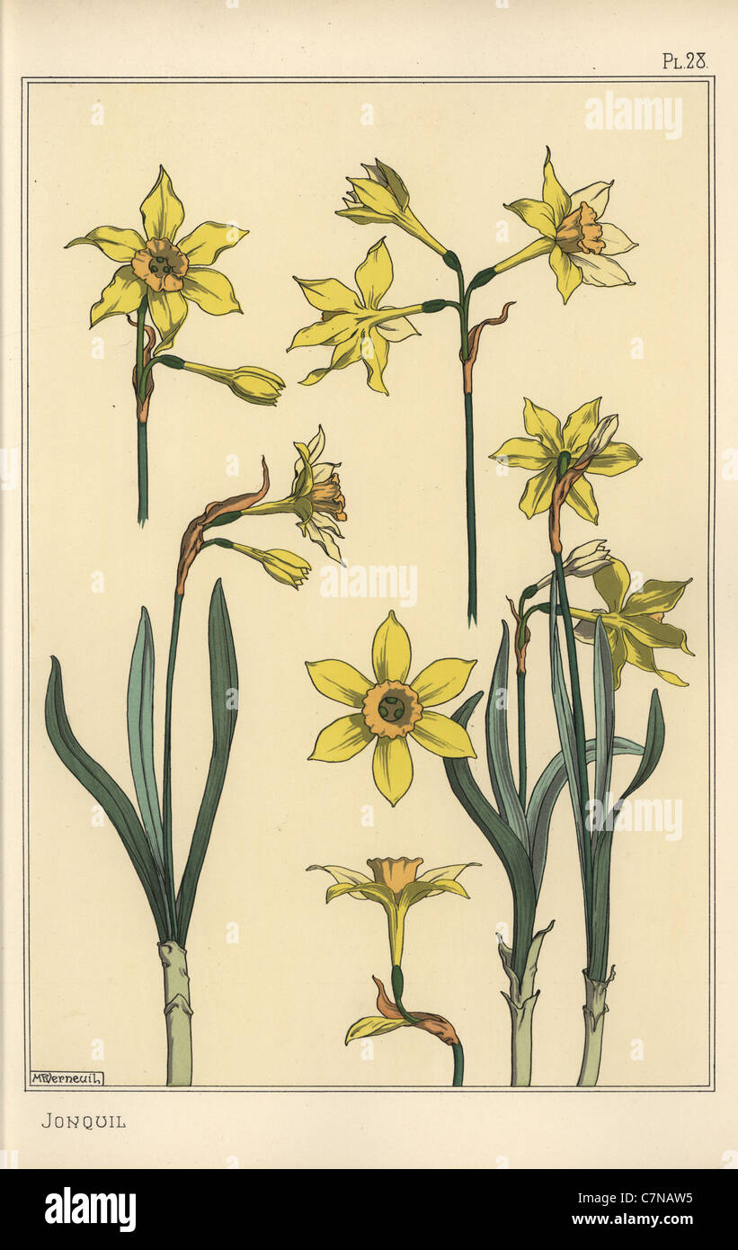 Botanical illustration of the jonquil, Narcissus jonquilla, showing ...