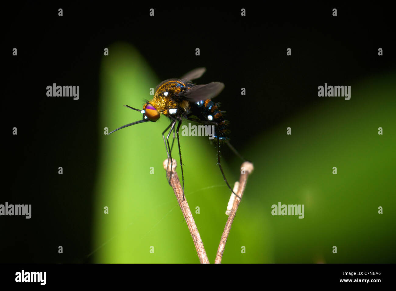 Bombyliidae hi-res stock photography and images - Alamy