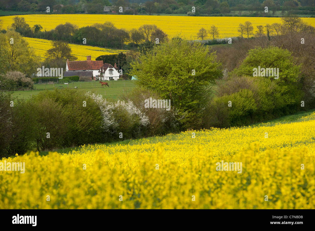 View of Rapeseed field and farmhouse Stock Photo - Alamy