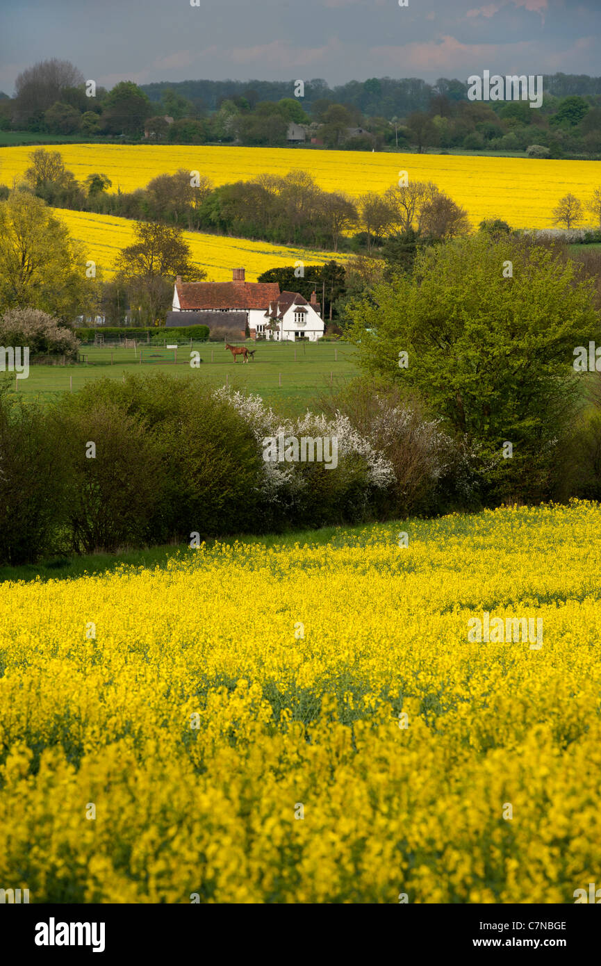 View of Rapeseed field and farmhouse Stock Photo - Alamy