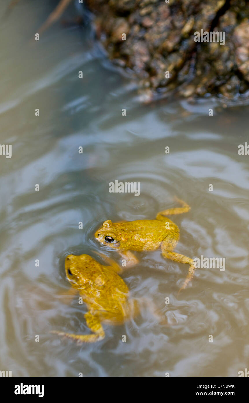 Bufo macrotis ,commonly known as the big-eared toad, mating in Huai Kha ...