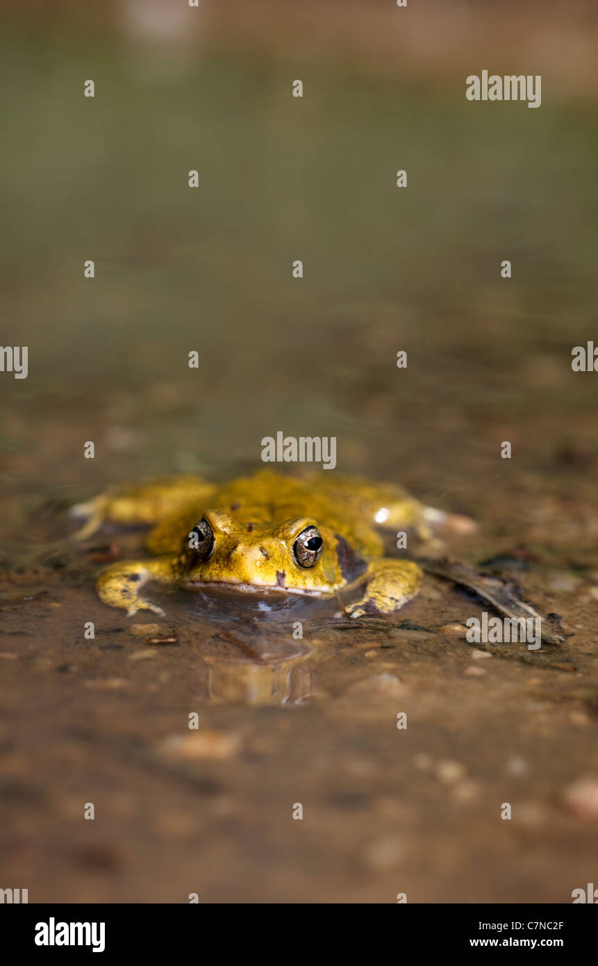 Bufo macrotis ,commonly known as the big-eared toad, mating in Huai Kha ...
