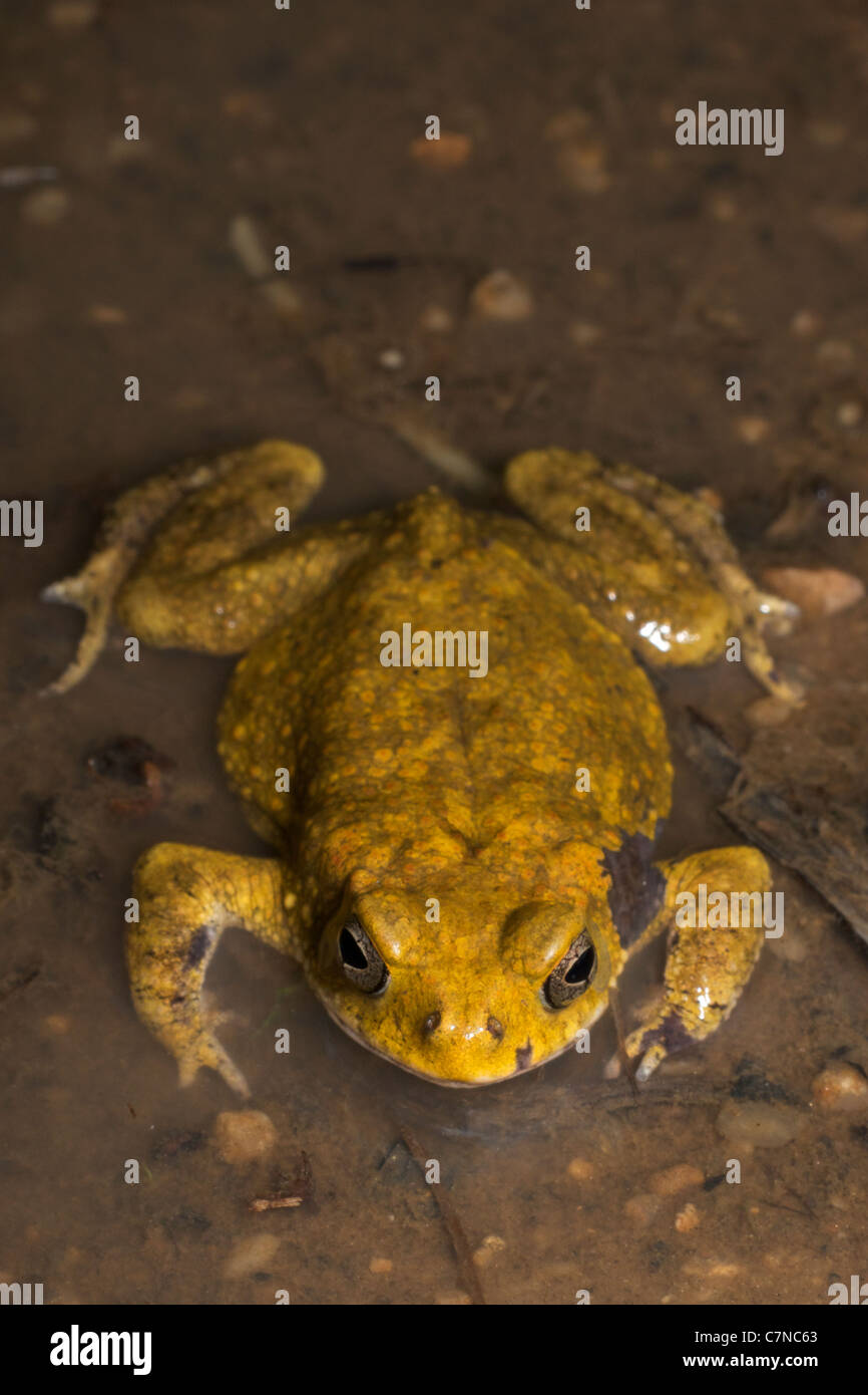 Frog yellow toad hi-res stock photography and images - Alamy