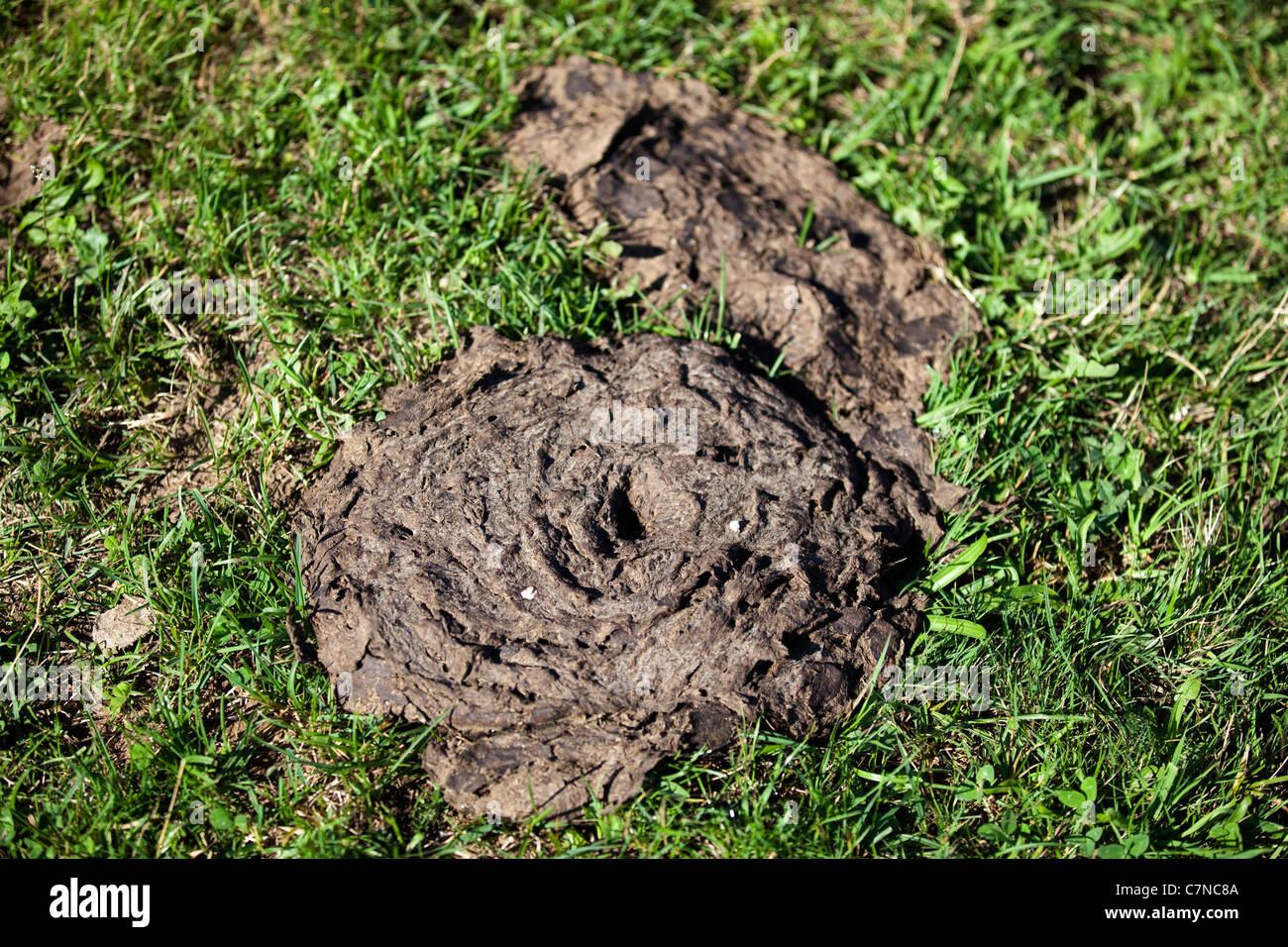 Faecal matter cow dung cowpat grass hi-res stock photography and images ...
