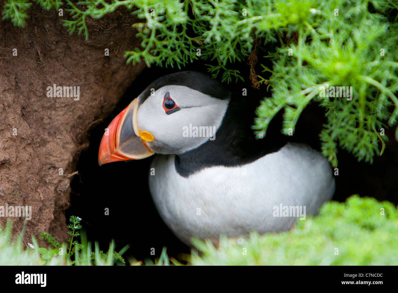 Puffin emerging from burrow Stock Photo - Alamy
