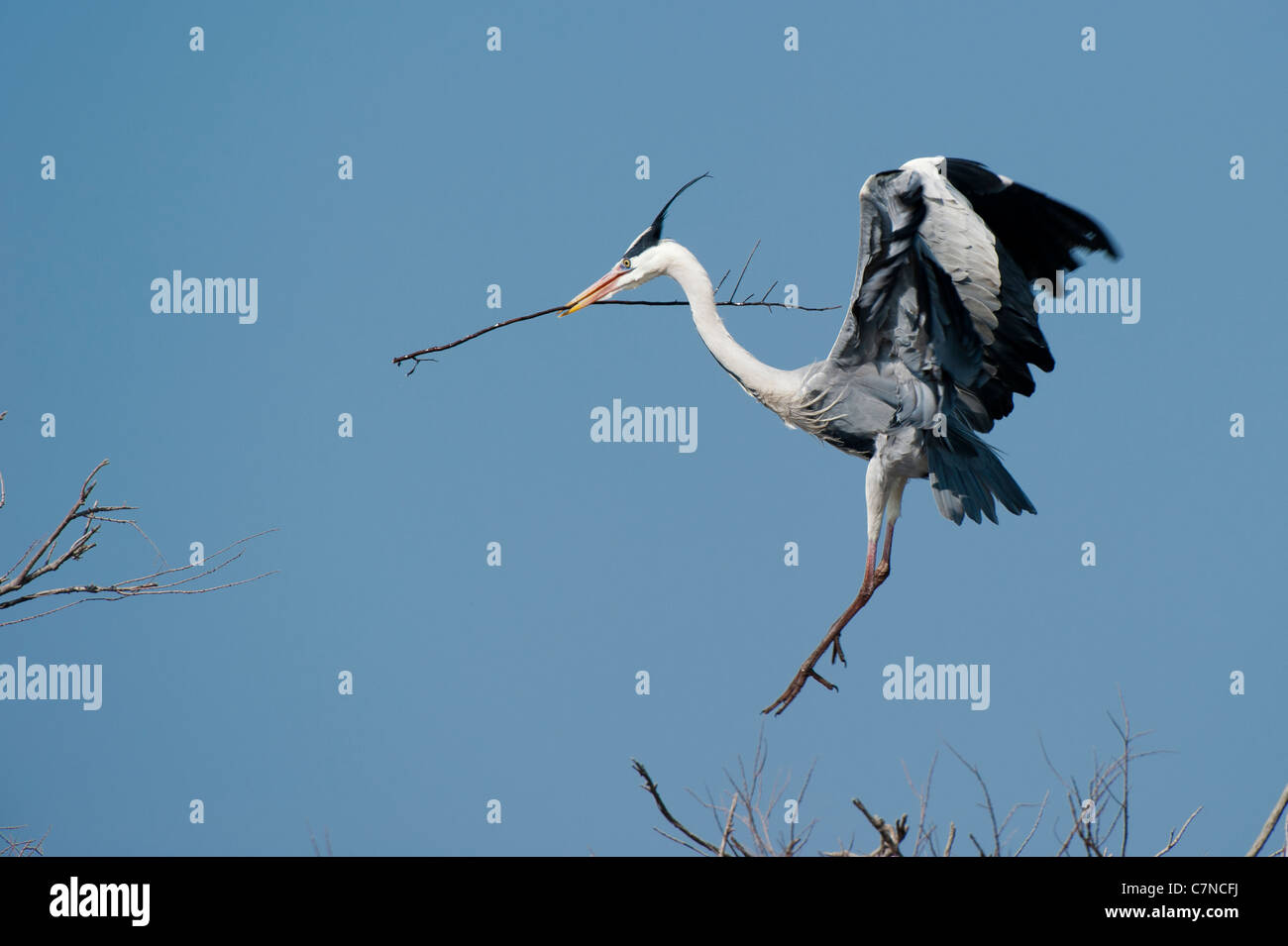 Grey Heron landing on tree with nesting material Stock Photo - Alamy