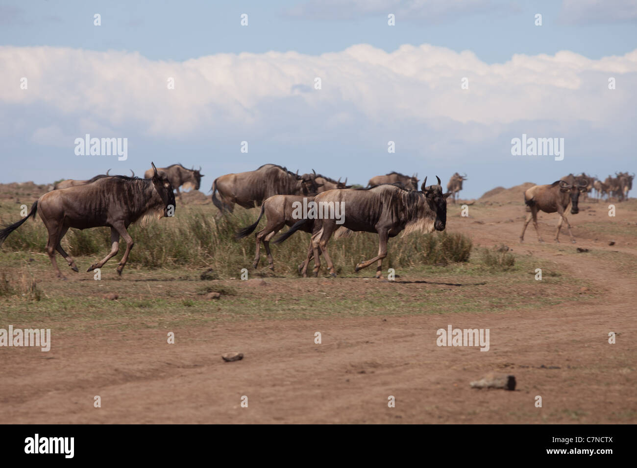 Wildebeest galloping towards the Mara River during the Great Migration ...