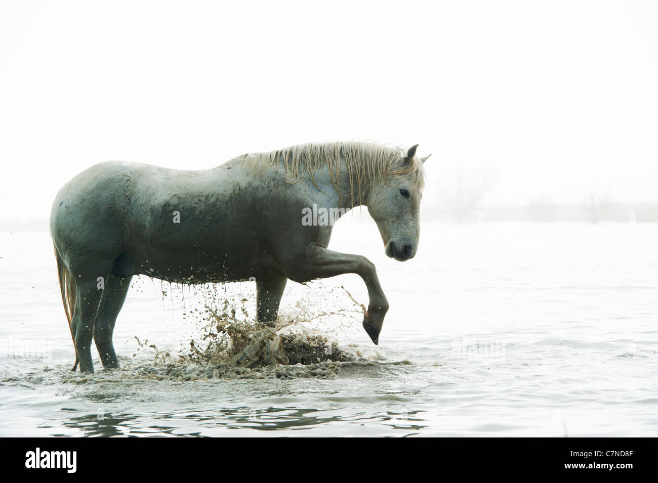 Camargue Horse splashing water on misty morning Stock Photo - Alamy