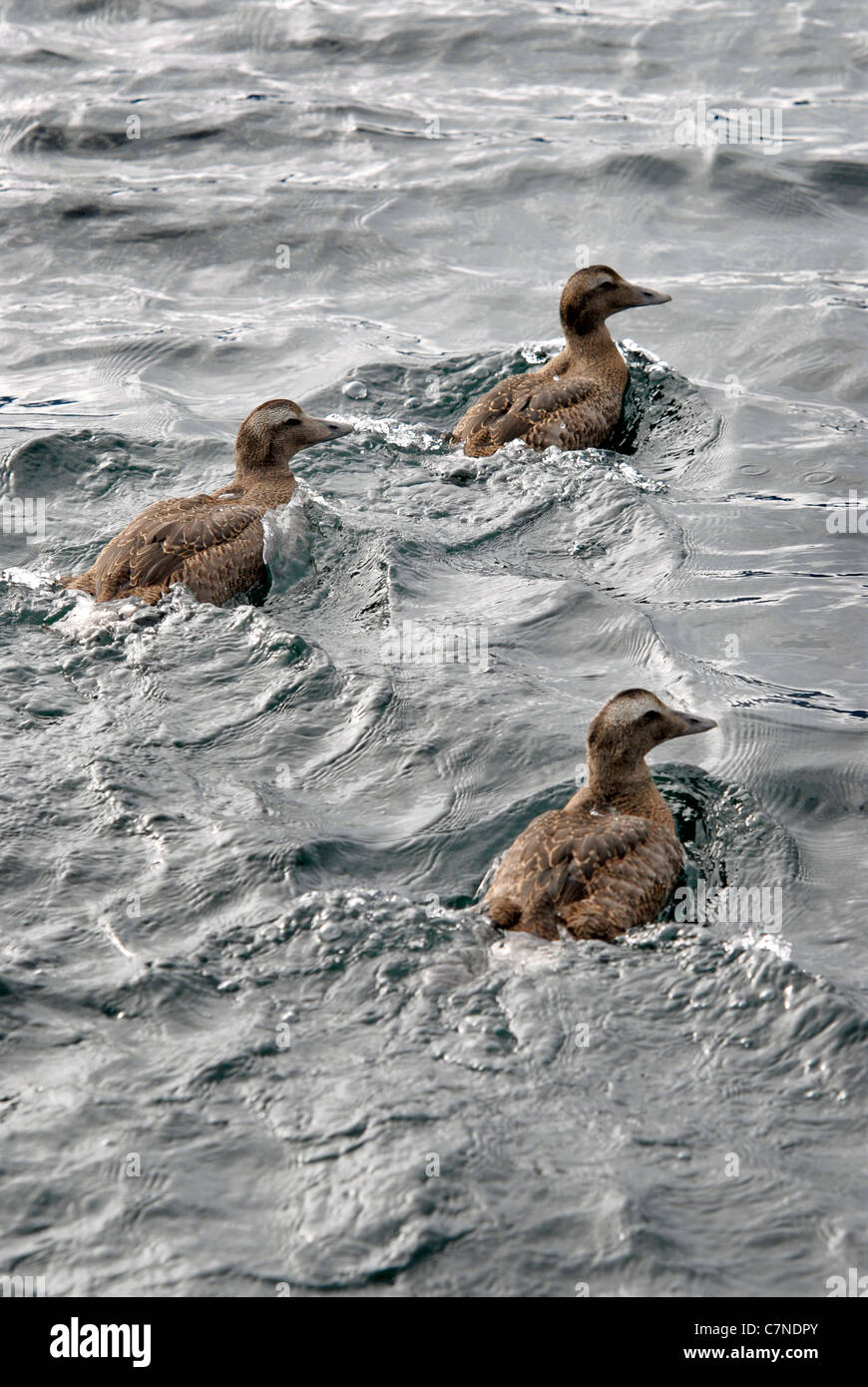 Eider eiders duck ducks bird birds hi-res stock photography and images ...