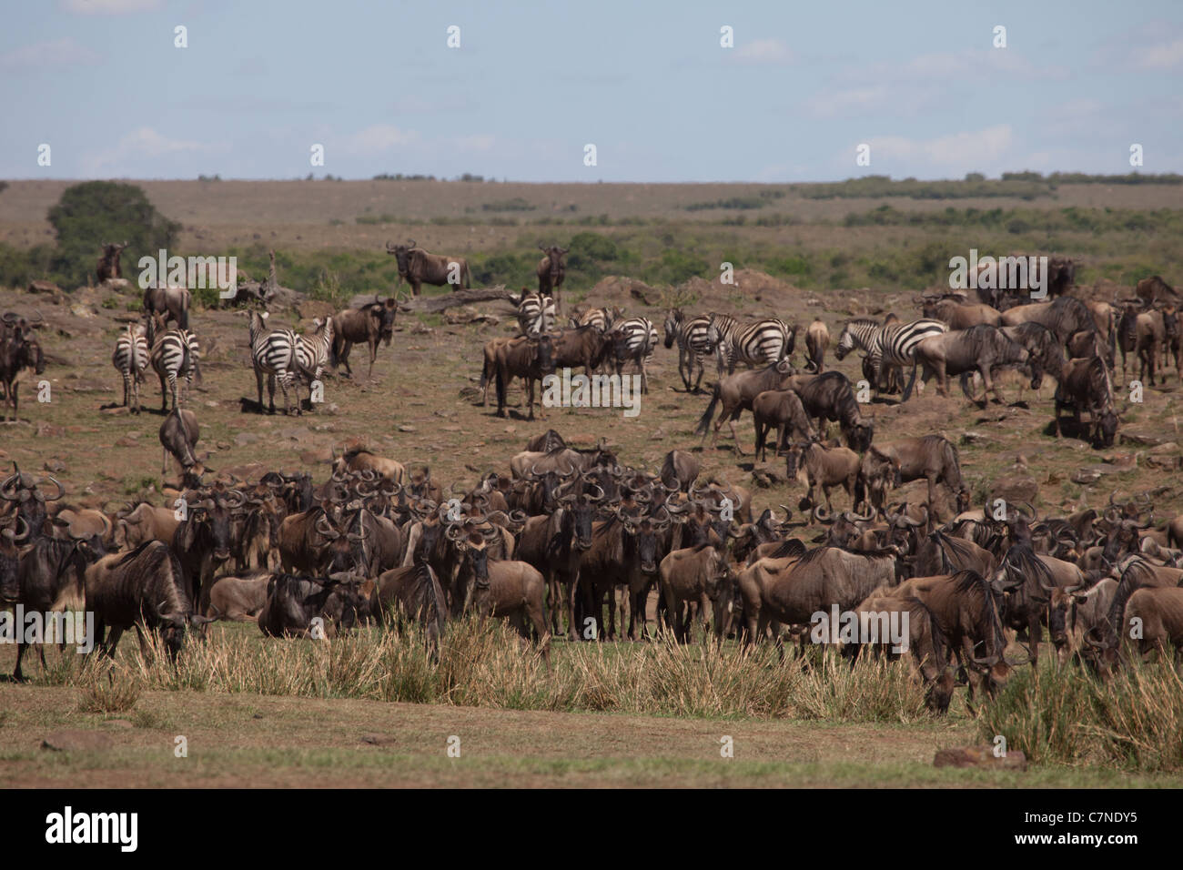Wildebeest and Zebra before crossing the Mara River during the great ...