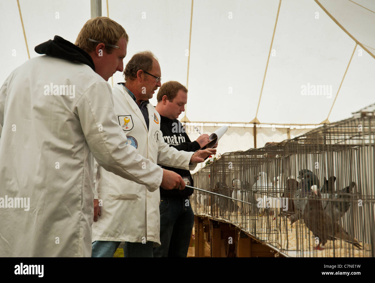 Men judging pigeons in Great Gransden agricultural show in a marquee ...