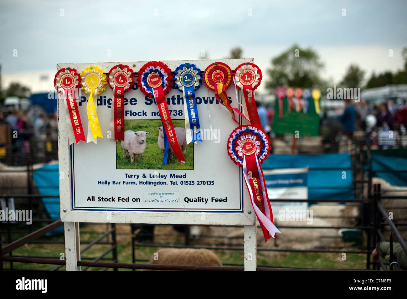 Rosettes on display from the winners of livestock competitions at ...