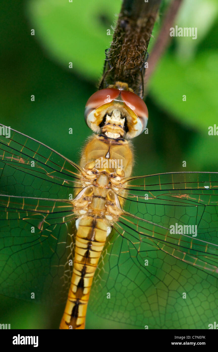 Back and wings of a dragonfly Stock Photo - Alamy
