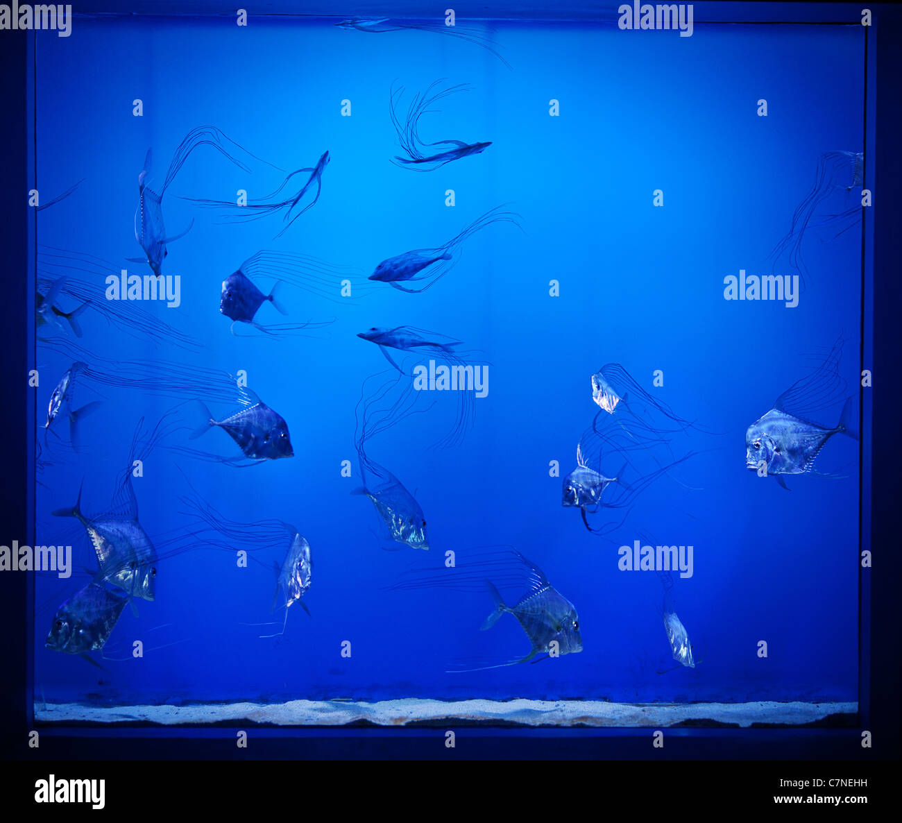 exotic fish in an aquarium Stock Photo - Alamy