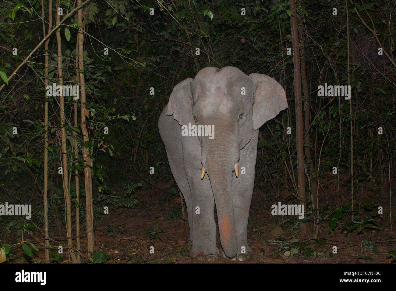 Wild asian elephant, Elephas maximus, caught in a camera trap at night ...