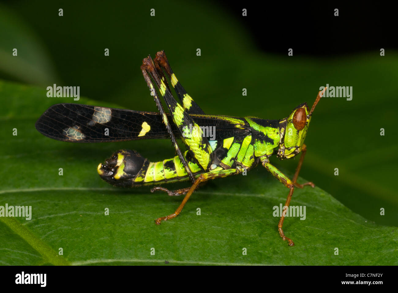 Spot Monkey-grasshopper - Eumastacidae Erianthus serratus Stock Photo ...
