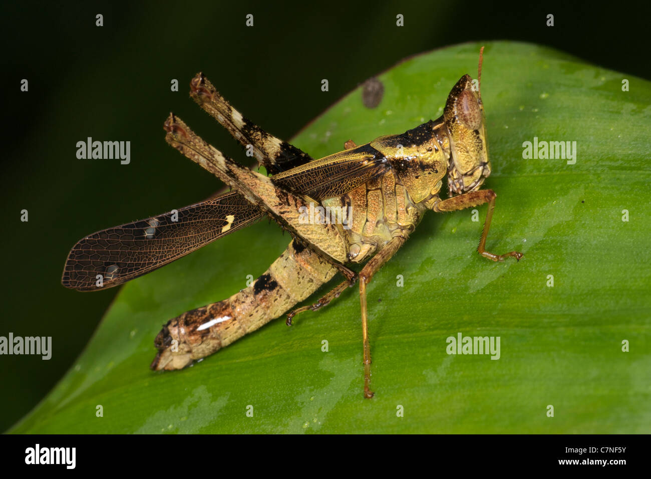 Spot Monkey-grasshopper - Eumastacidae Erianthus serratus Stock Photo ...